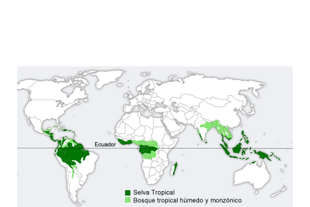Ecología - La biosfera y los ecosistemas - La selva tropical